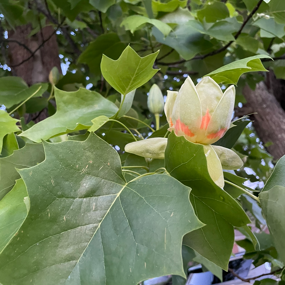 Why Are There Black Spots on My Tulip Poplar Leaves?