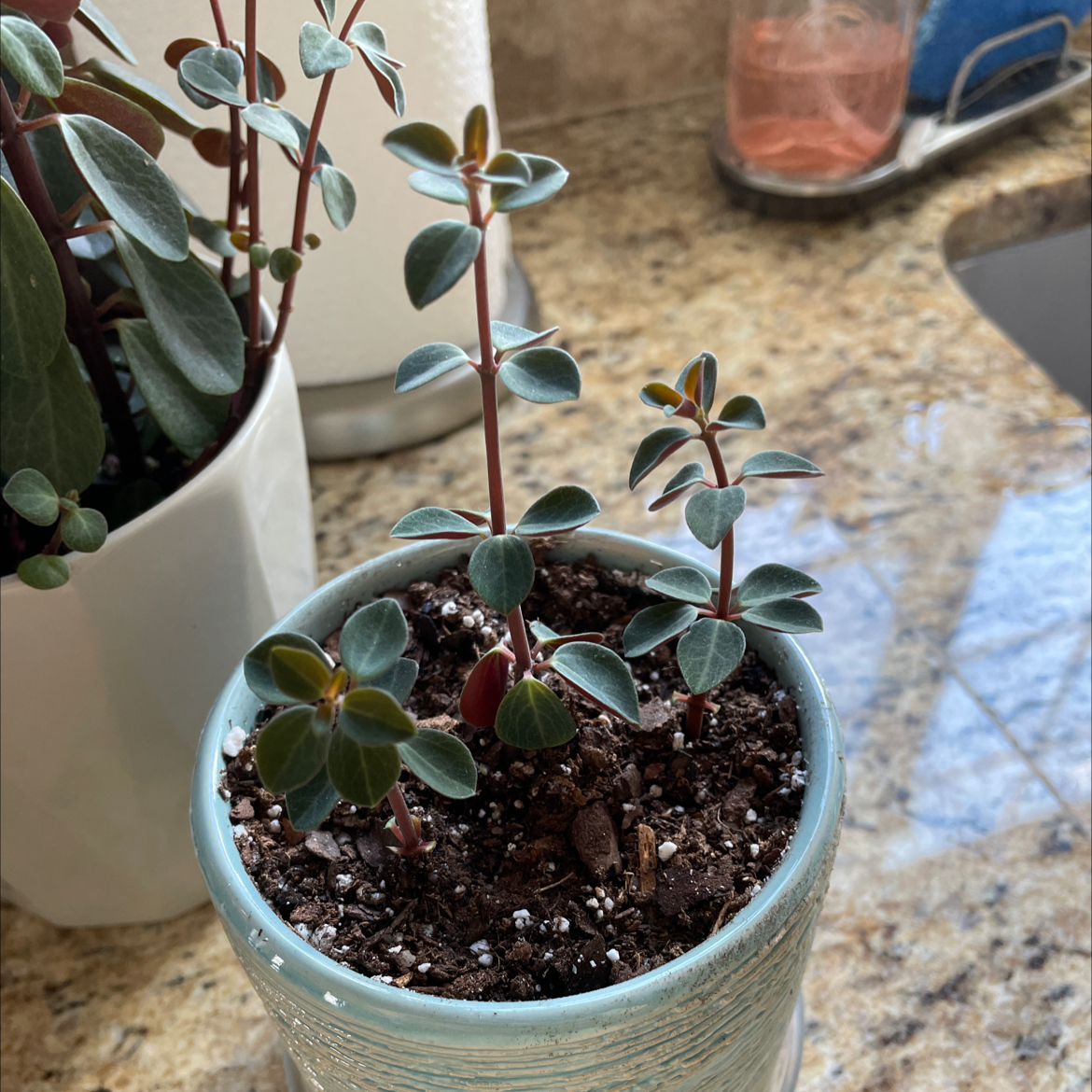 Light Requirements For My Peperomia Red Log by Season