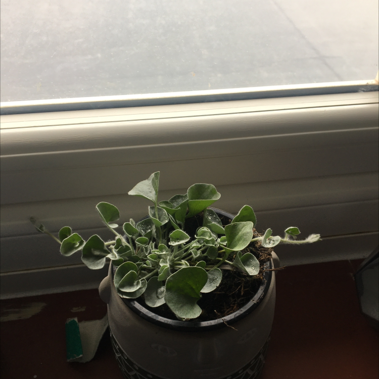 Fertilizing My Silver Ponysfoot