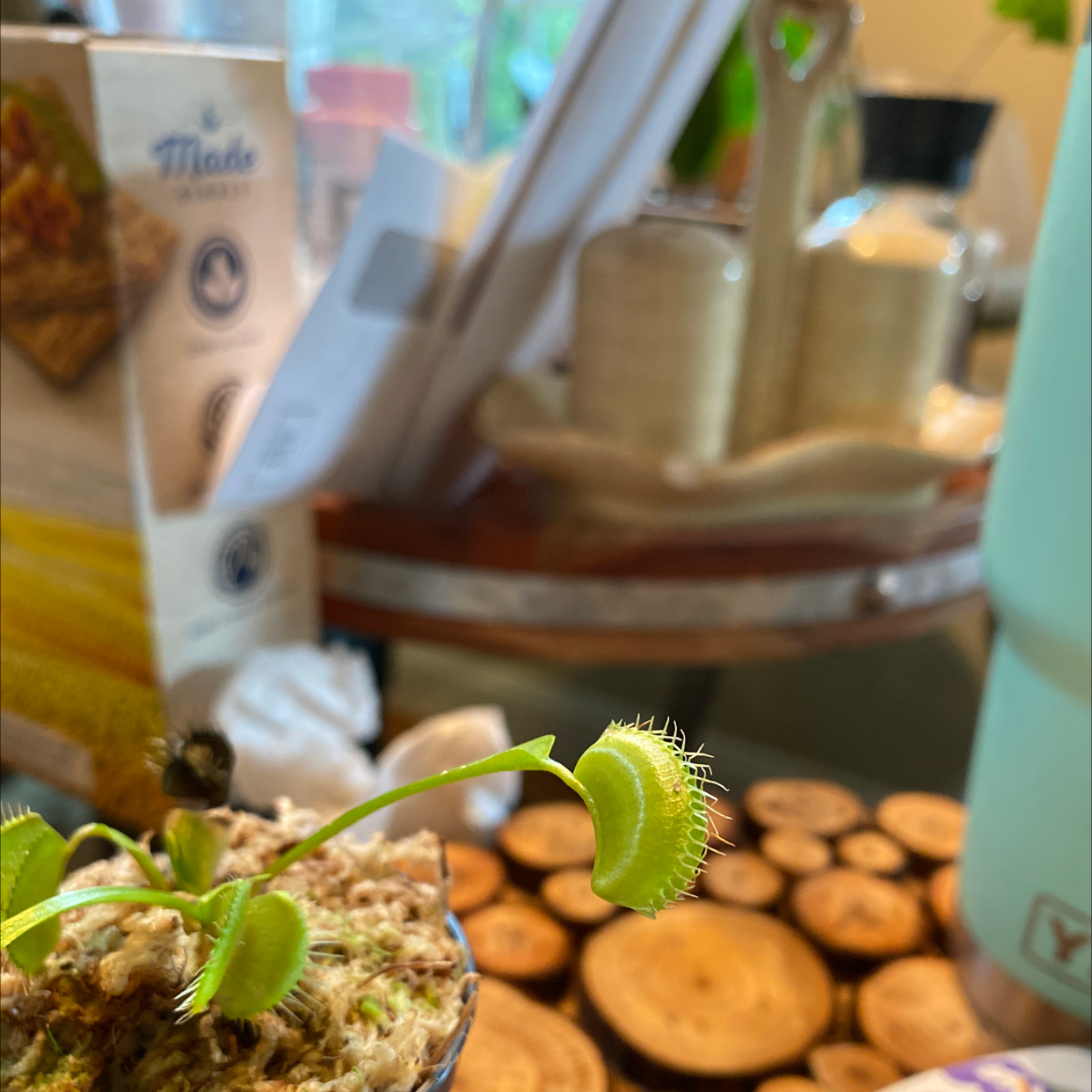 How To Propagate Your Venus Fly Trap 🪰