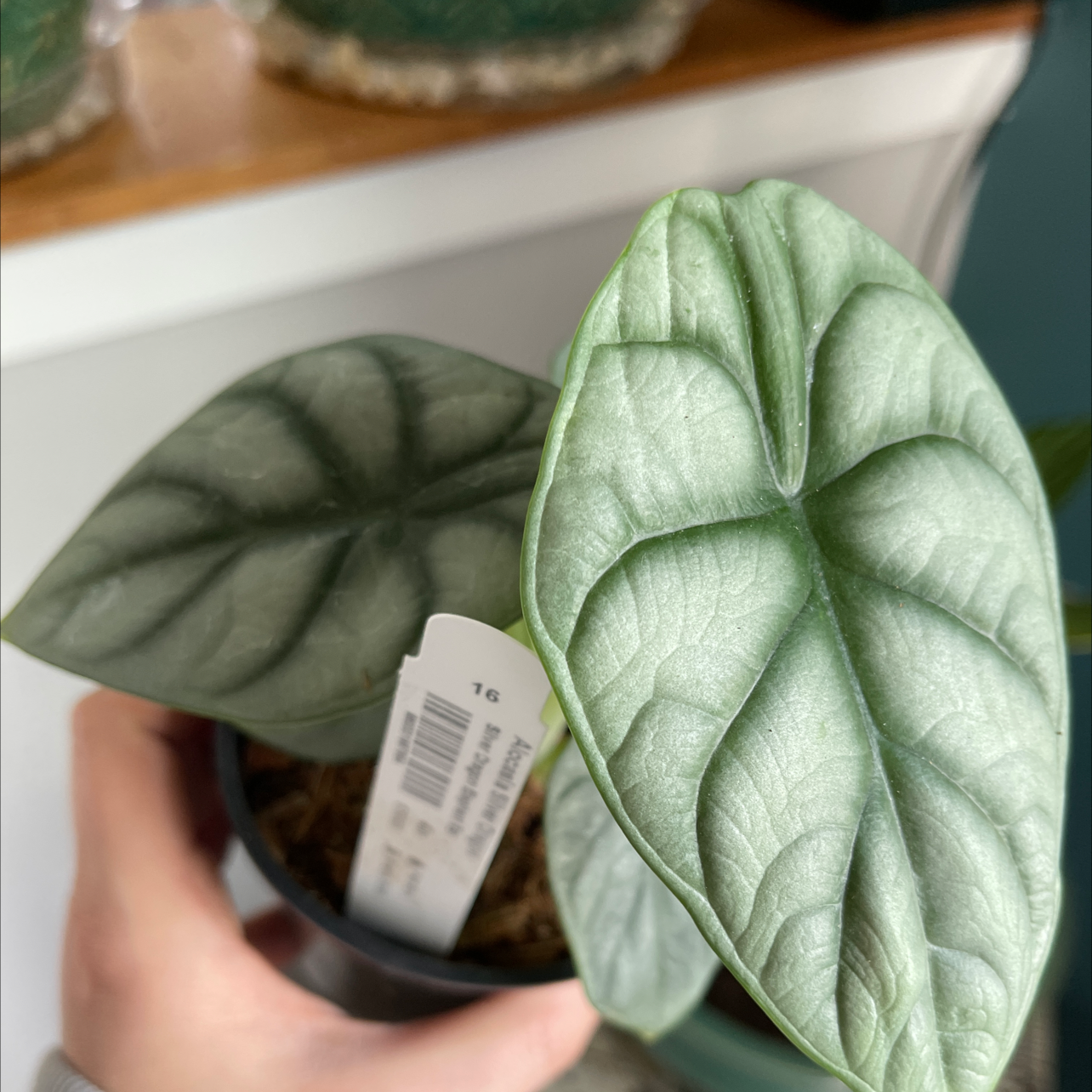 Why Are My Silver Dragon Leaves Curling?