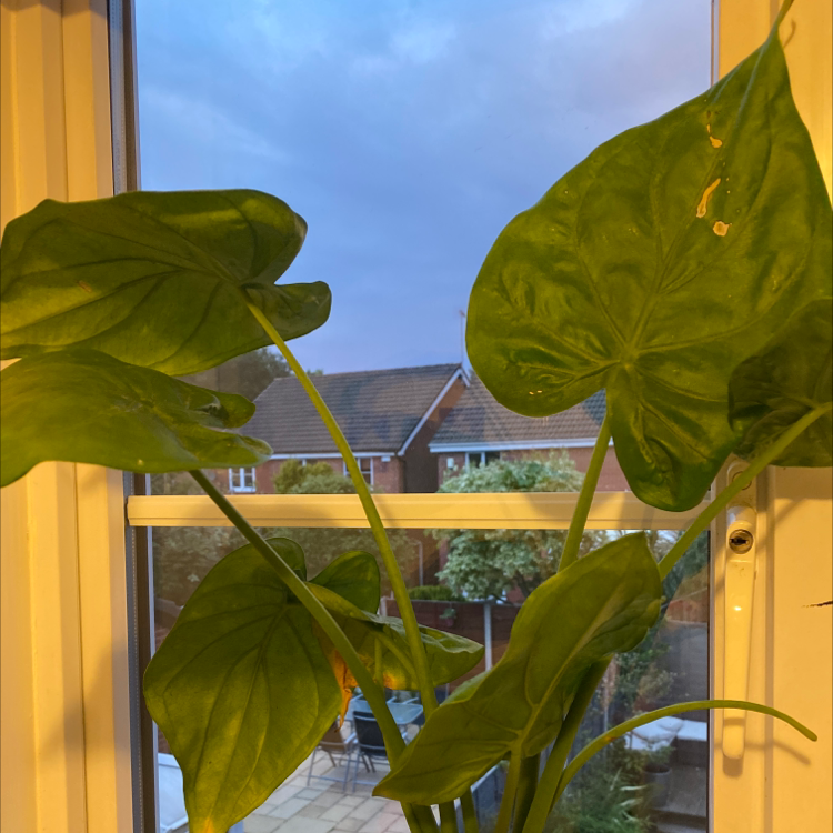 What Do Chinese Taro Flowers Mean?