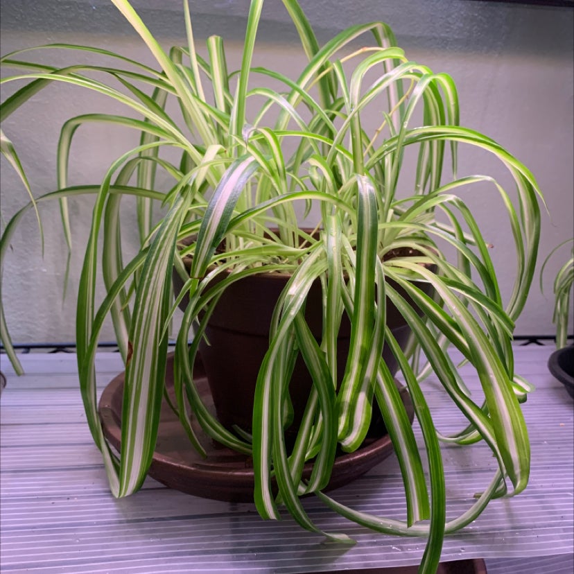 🕷 What To Do About Bugs on My Curly Spider Plant?