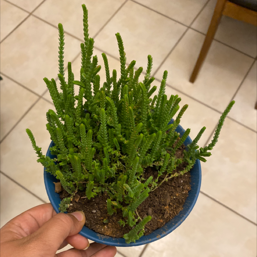 Best Soil Potting Mix for Princess Pine