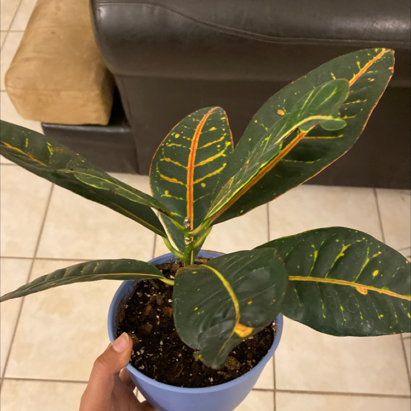10 Advantages of Having a Croton Tamara