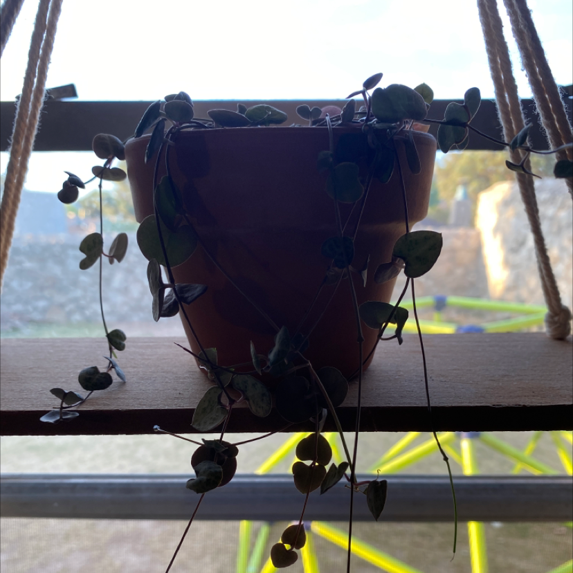 Choosing Fertilizer For My Rosary Vine