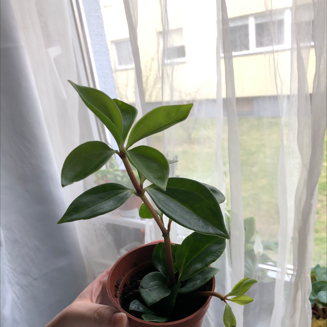 How to Prune Radiator Plant