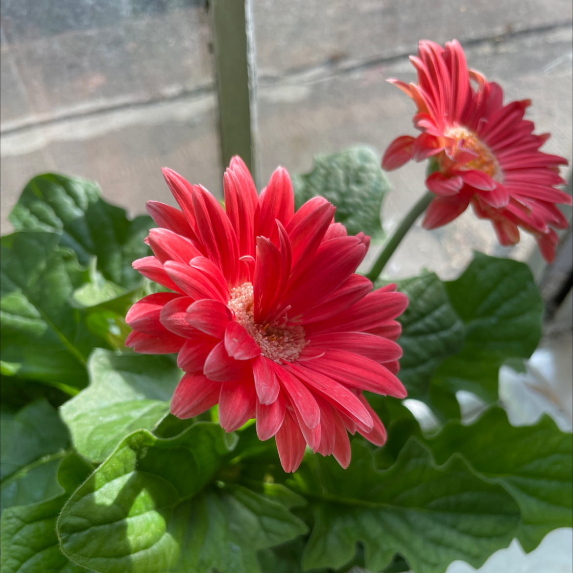 🐛 What To Do About Bugs on My Gerbera?