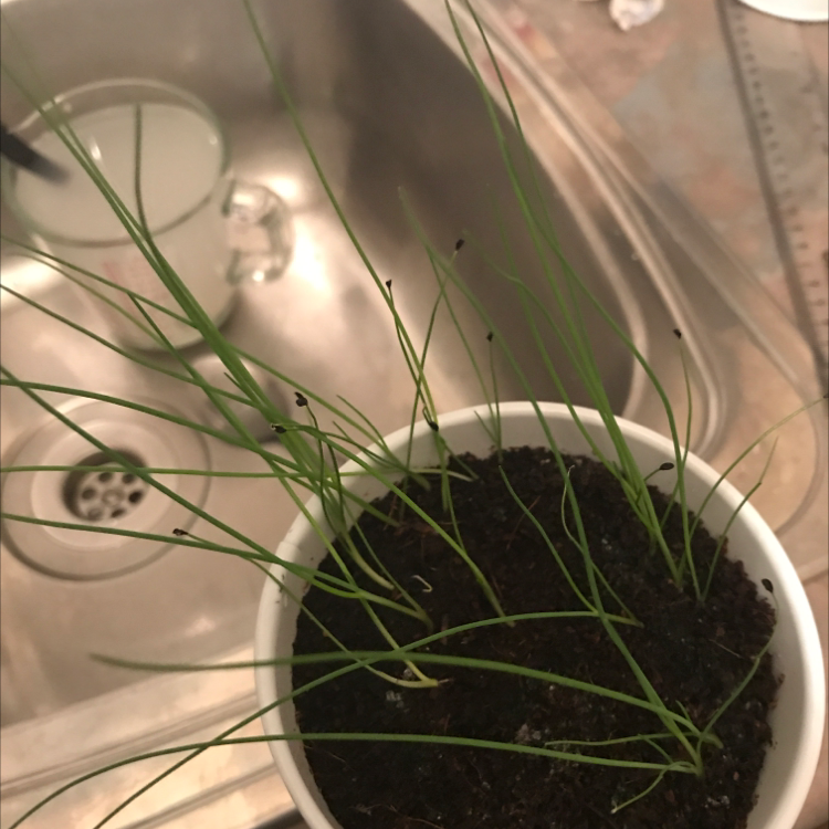 Fertilizing My Wild Chives to Double Its Growth