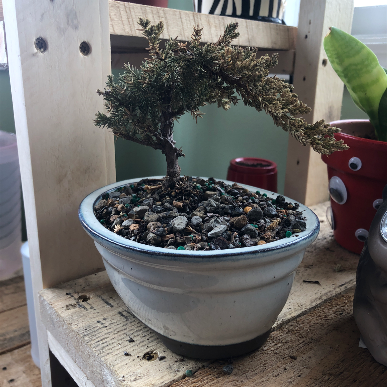 Diagnosing American Juniper Root Rot