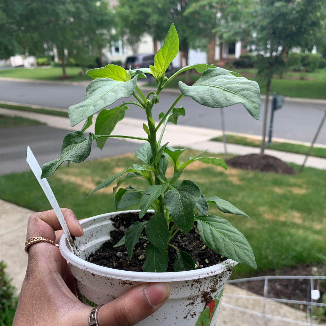 🌶 Why Are There Black Spots on My Jalapeño Pepper Leaves?