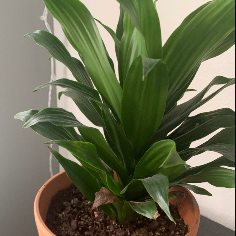 🐉 When And Where Should I Trim My Dragon Tree?
