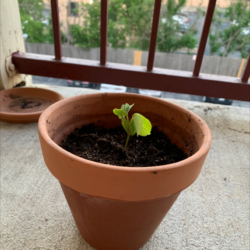 Candlestick Tree Plant Care: Water, Light, Nutrients | Greg App 🌱