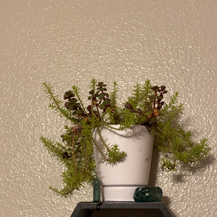 How Do I Cure sedum lineare root rot?