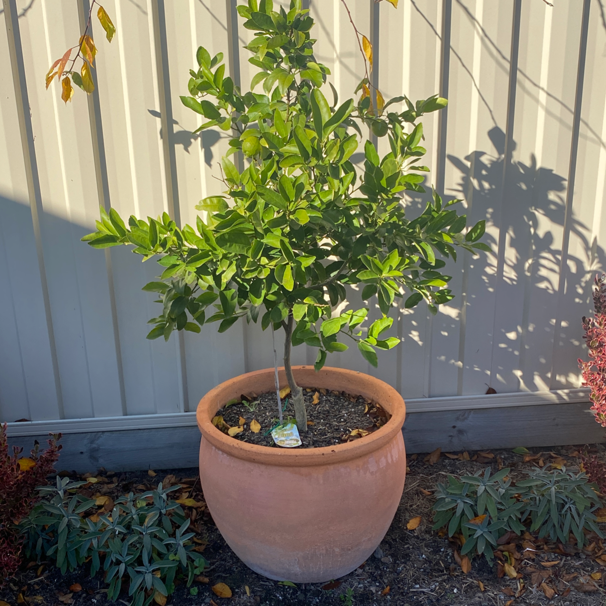 🐛 What To Do About Bugs on My Persian Lime?