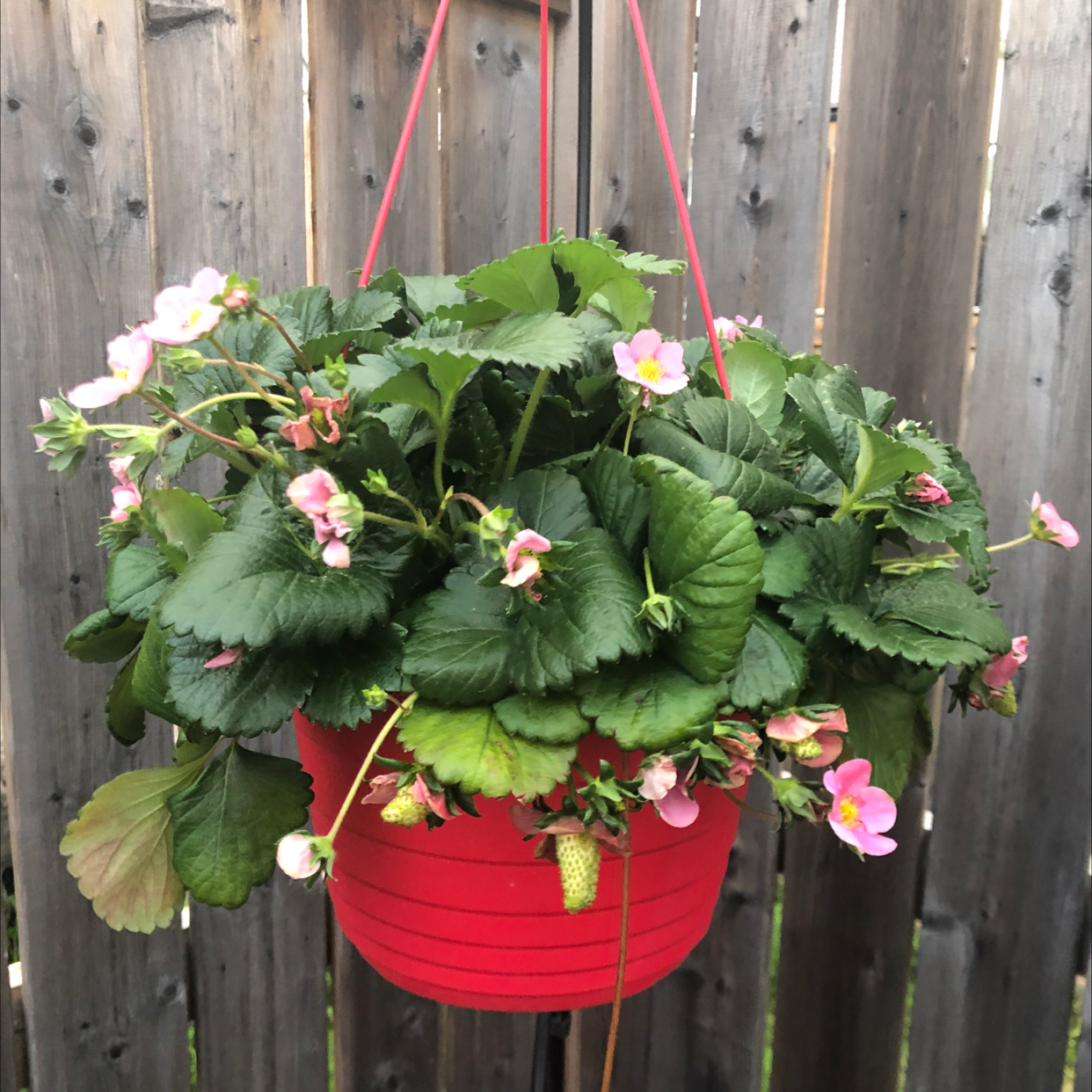 How to Care for Pyrenean-Violet: Mastering Water, Sunlight & More