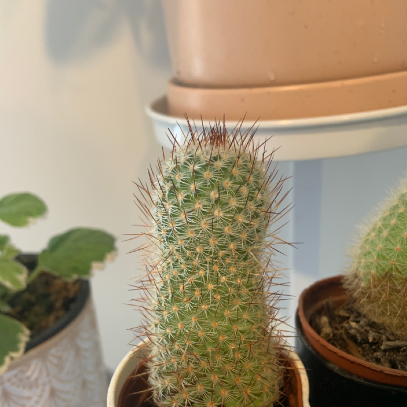 The Complete Lady Finger Cactus Plant Care Guide: Water, Light & Beyond