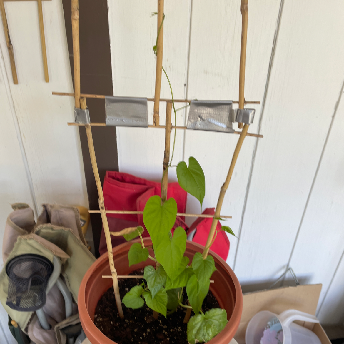 10 Advantages of Having a Common Bean