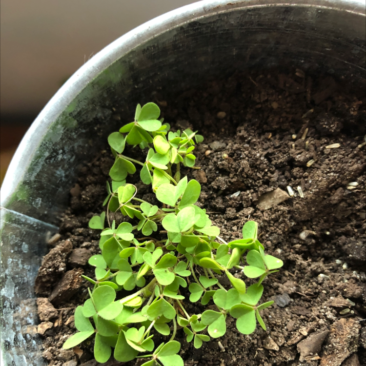 🍋 Why Are My Lemon Clover Leaves Droopy?