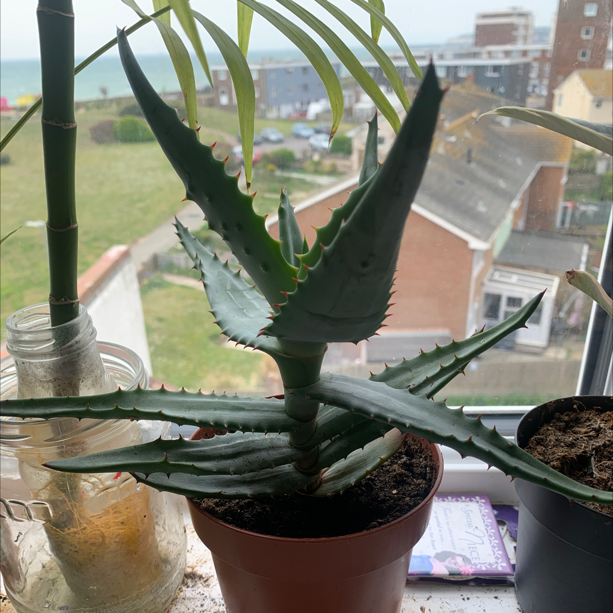 Common Cape Aloe Problems