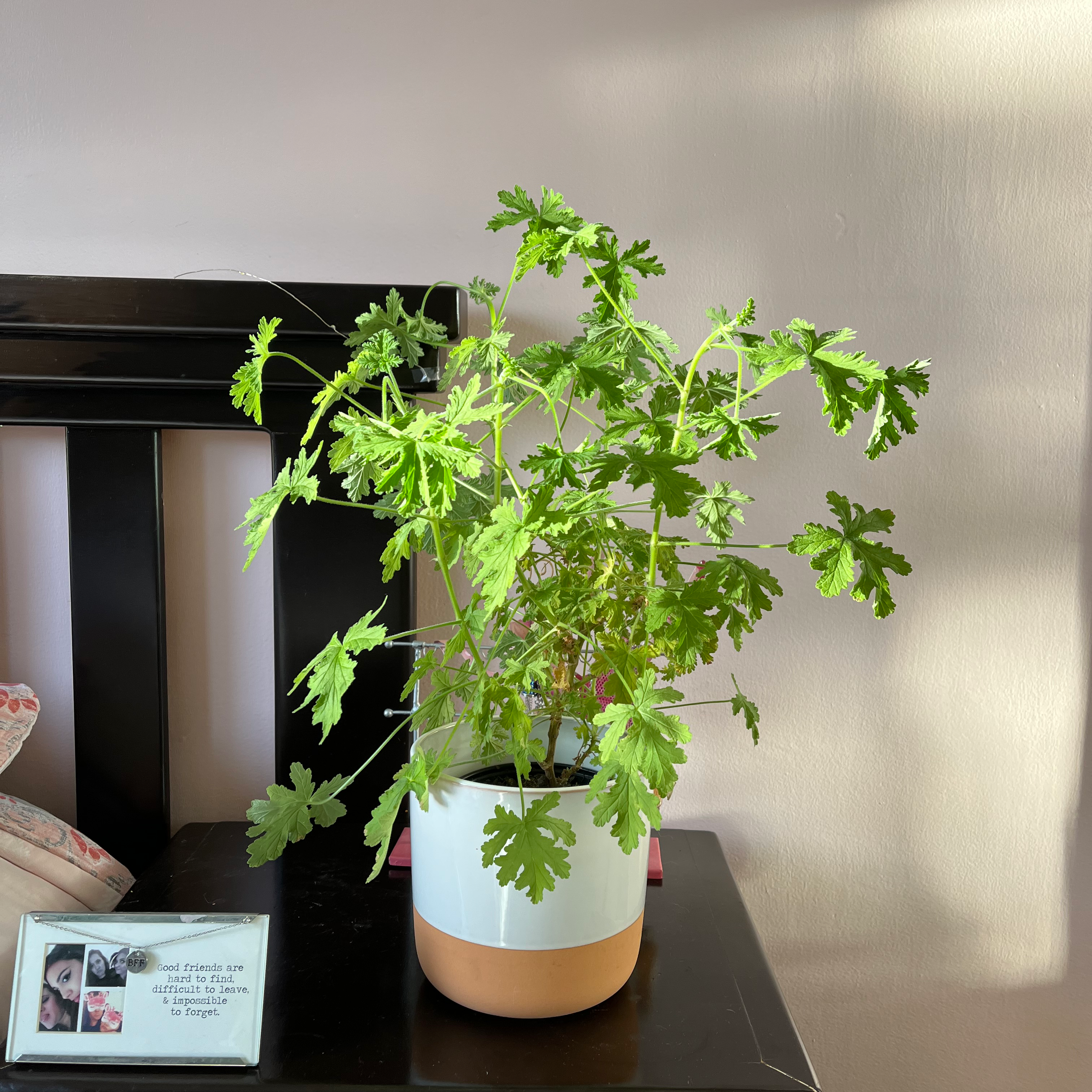 How Do I Propagate My Citronella (anti-mosquito plant)? 🦟