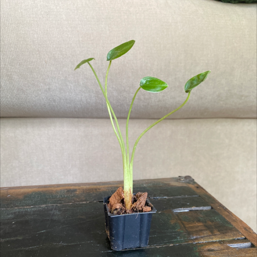 Soil Recommendations for Alocasia Tiny Dancer