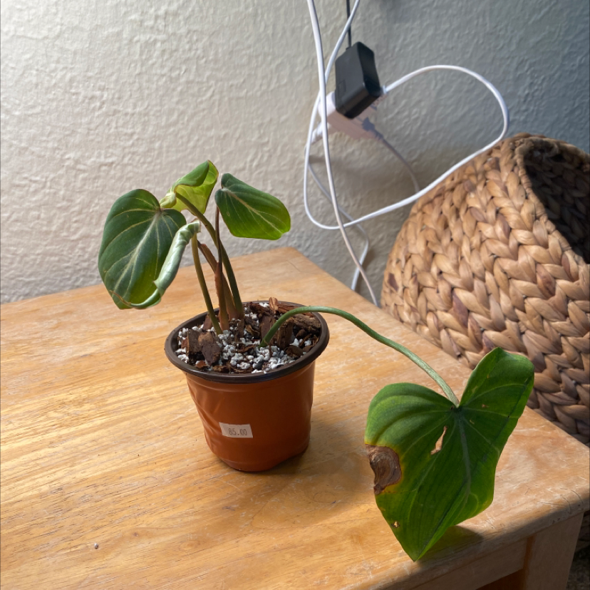 💧 Why Are My Philodendron gloriosum Leaves Mushy?