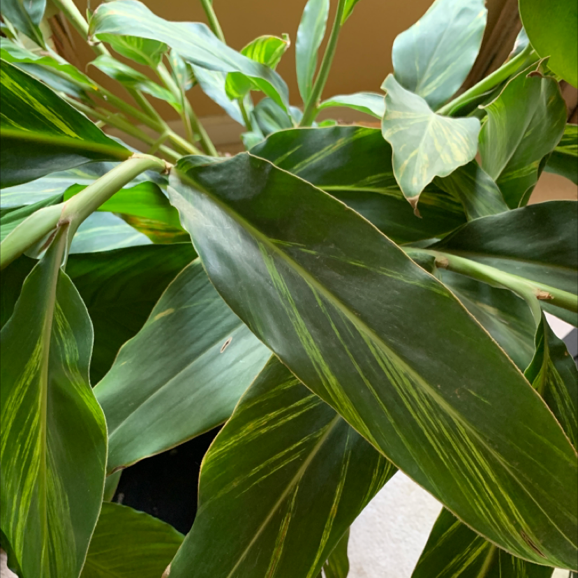 Why Are My Variegated Shell Ginger Leaves Falling Over?