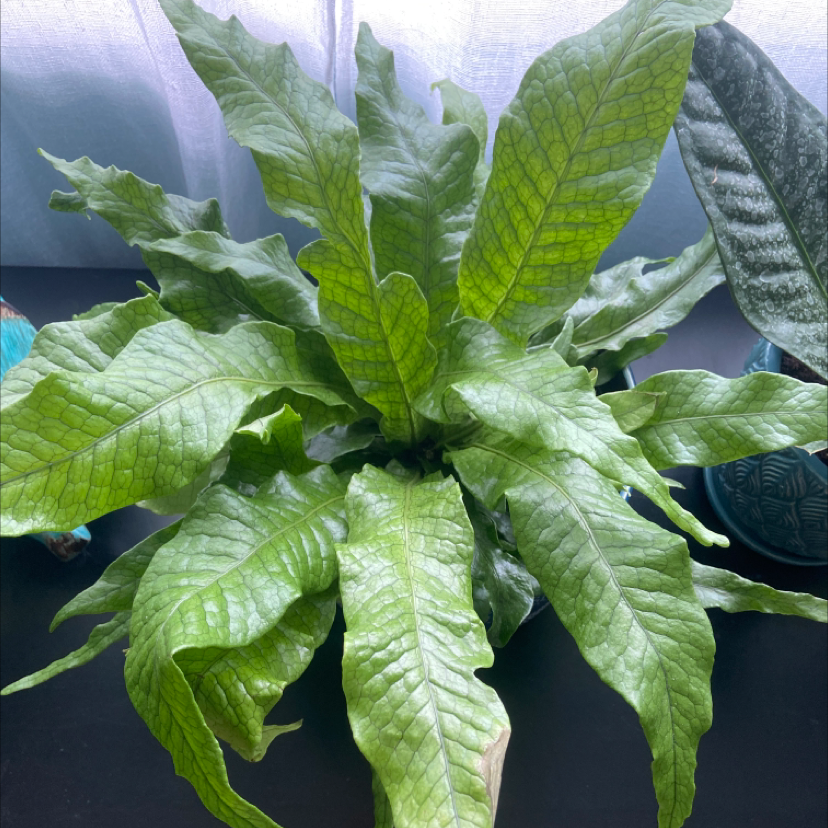 🐊 How Can You Tell If A Crocodile Fern Is Dying?