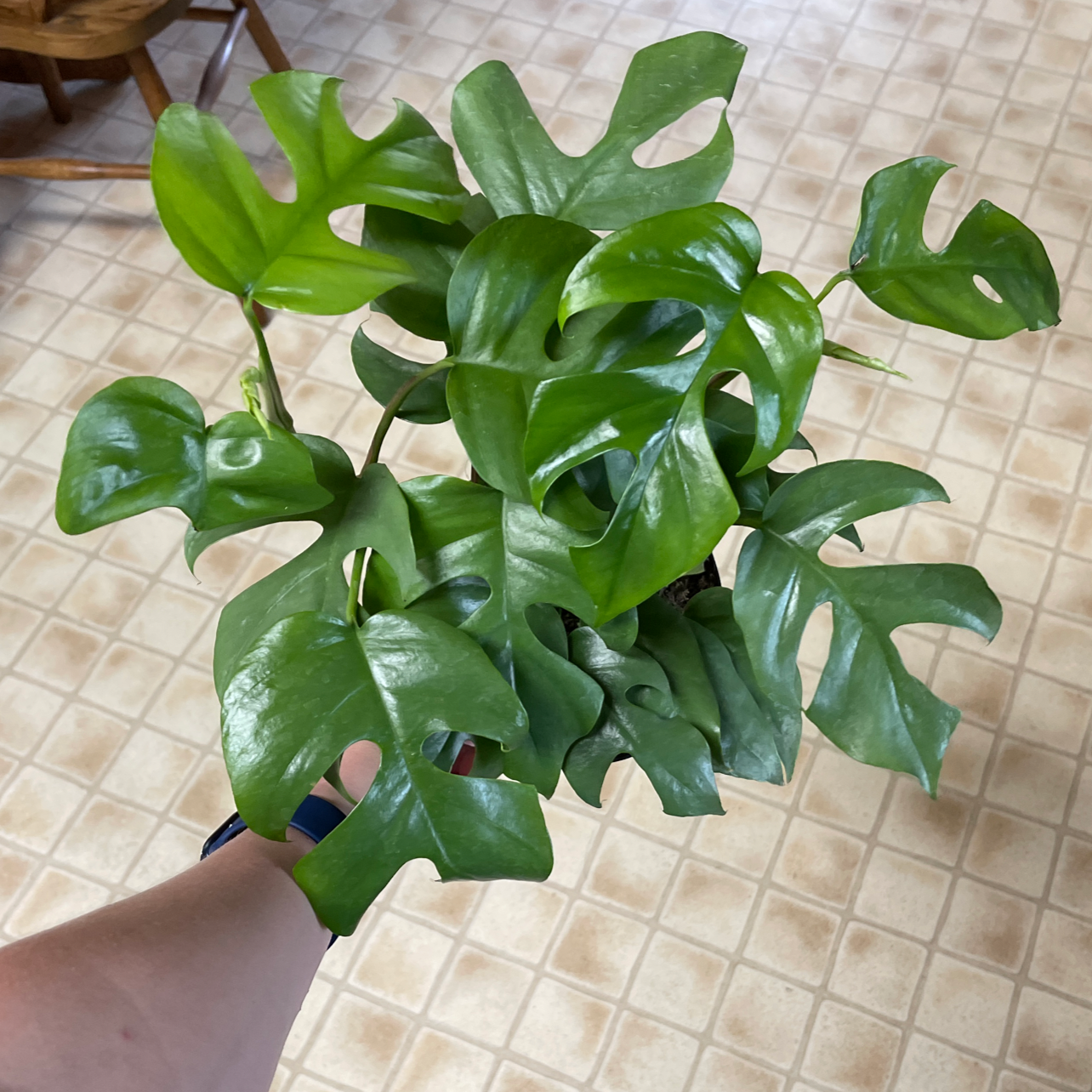 🌞 How Much Sunlight Does My Mini Monstera Need?