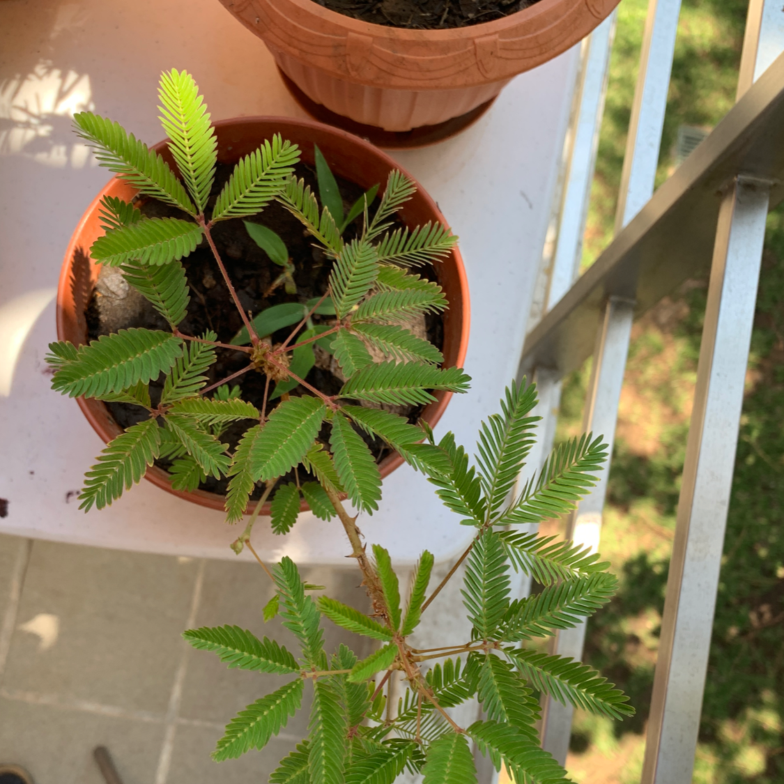 🤗 Propagating My Sensitive Plant: Step-by-Step Guide