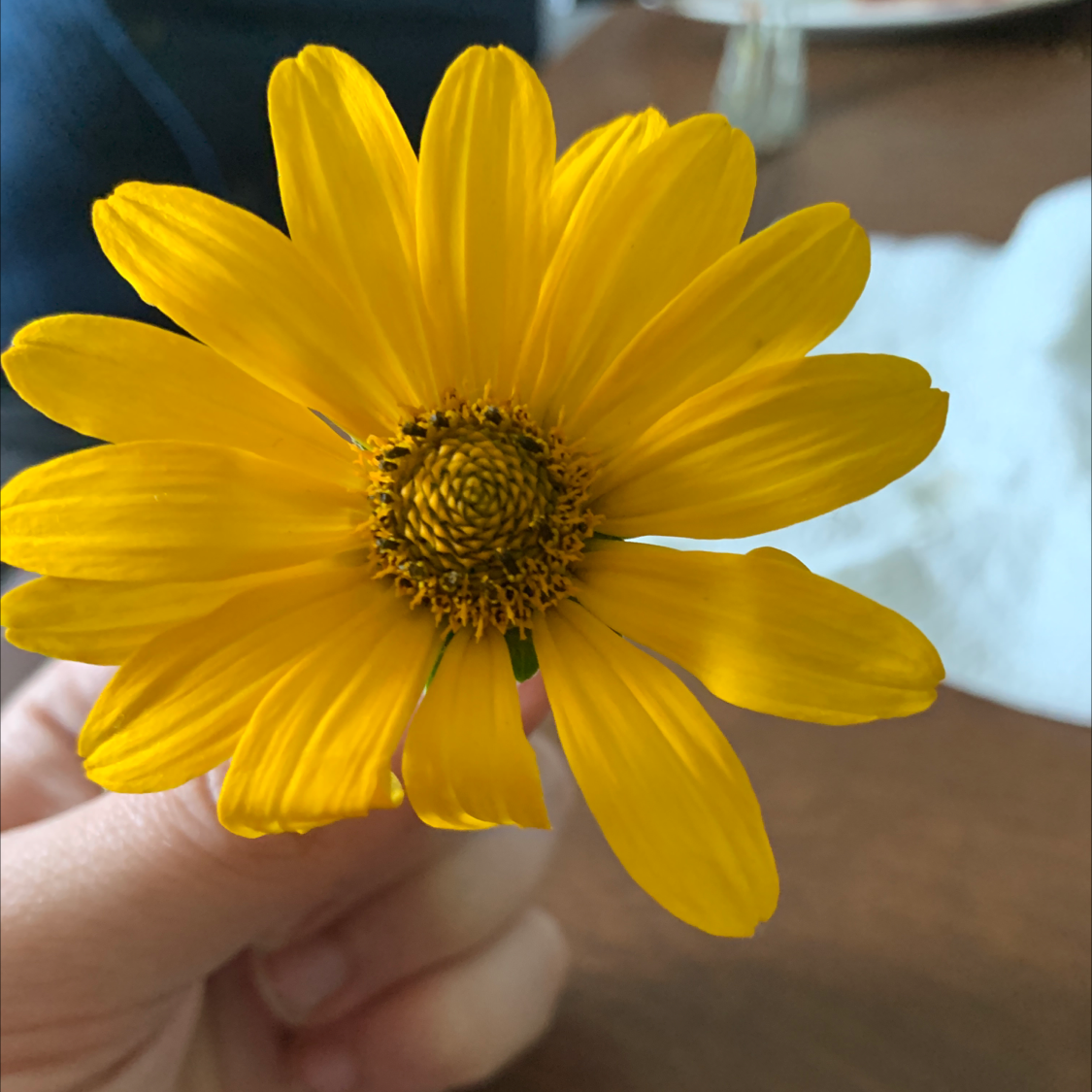 Smooth Oxeye Plant Care: Water, Light, Nutrients | Greg App 🌱