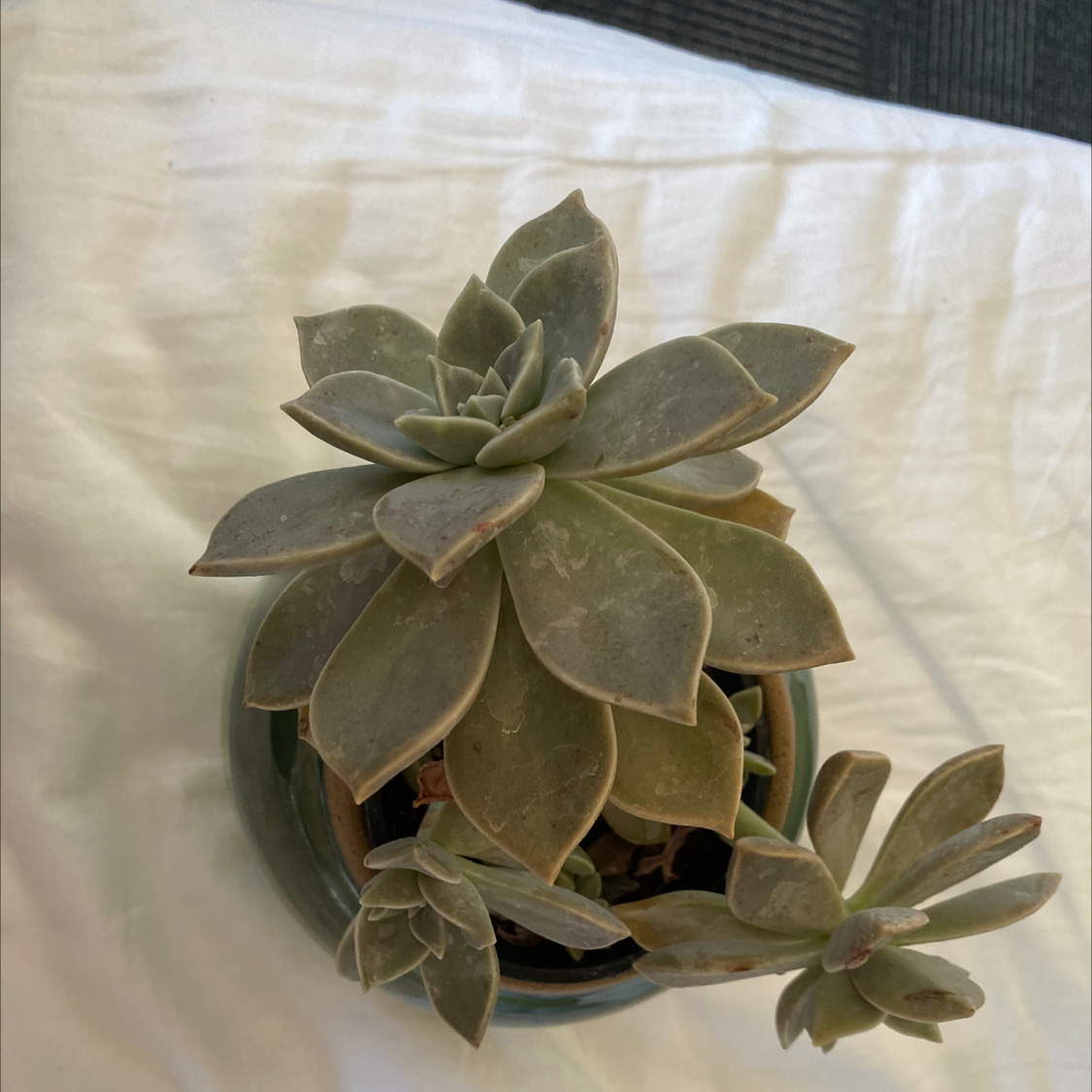 Graptoveria 'Fred Ives' - Ultimate Guide to Fertilizing