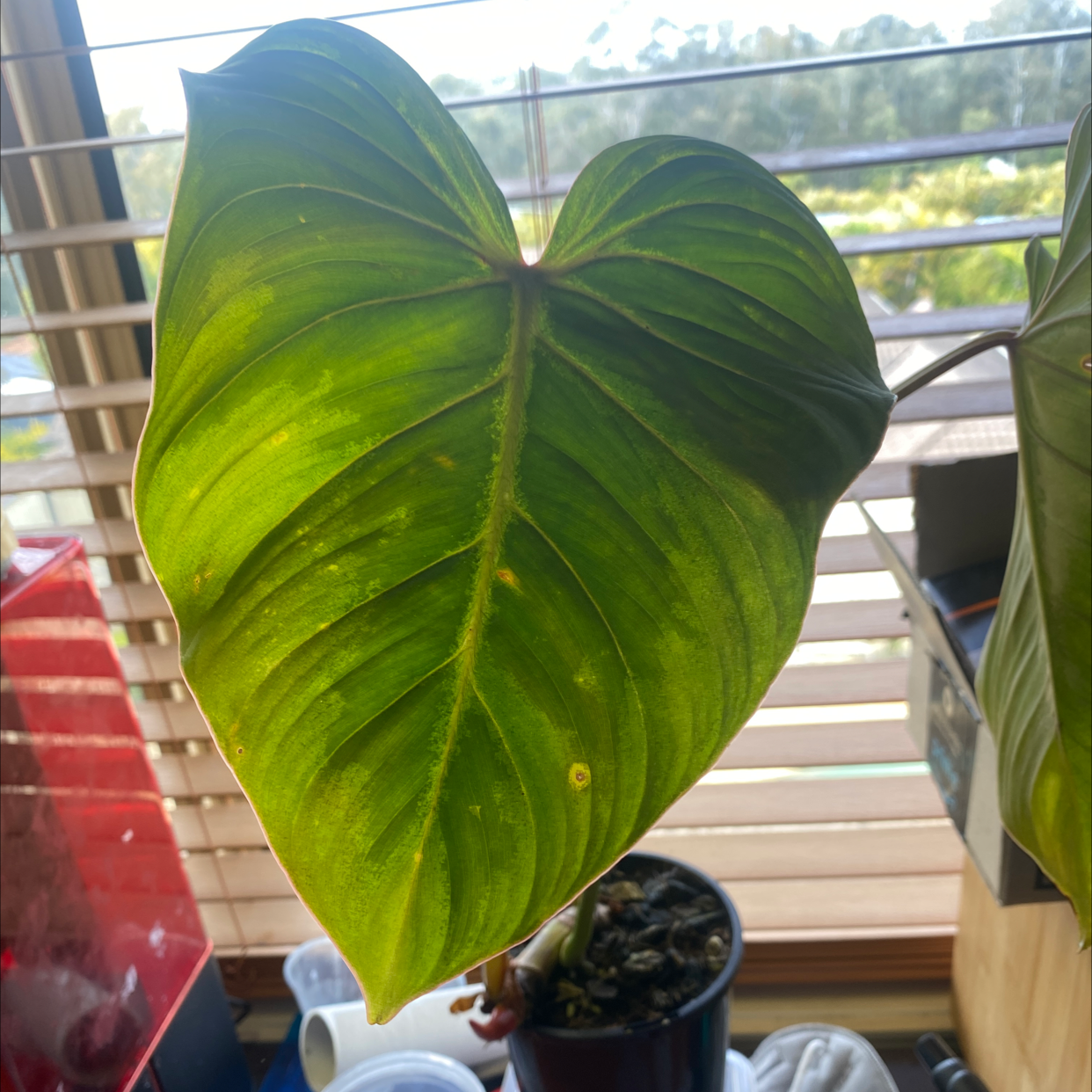 Diagnosing philodendron gloriosum root rot