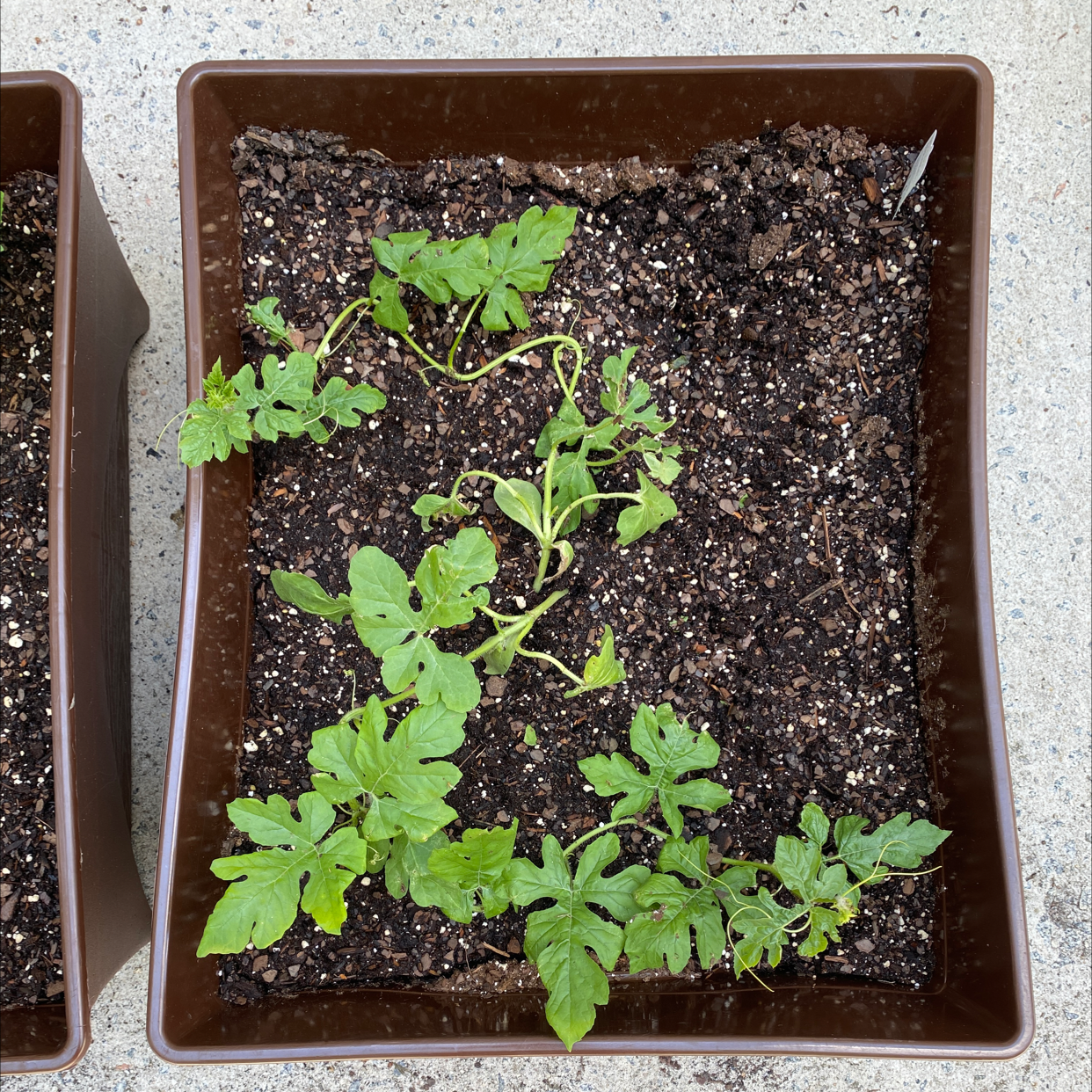 🍉 What Is A Good Temperature Range For My Watermelon?