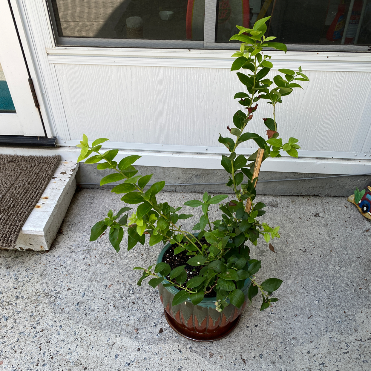 🫐 Best Soil for American Blueberry