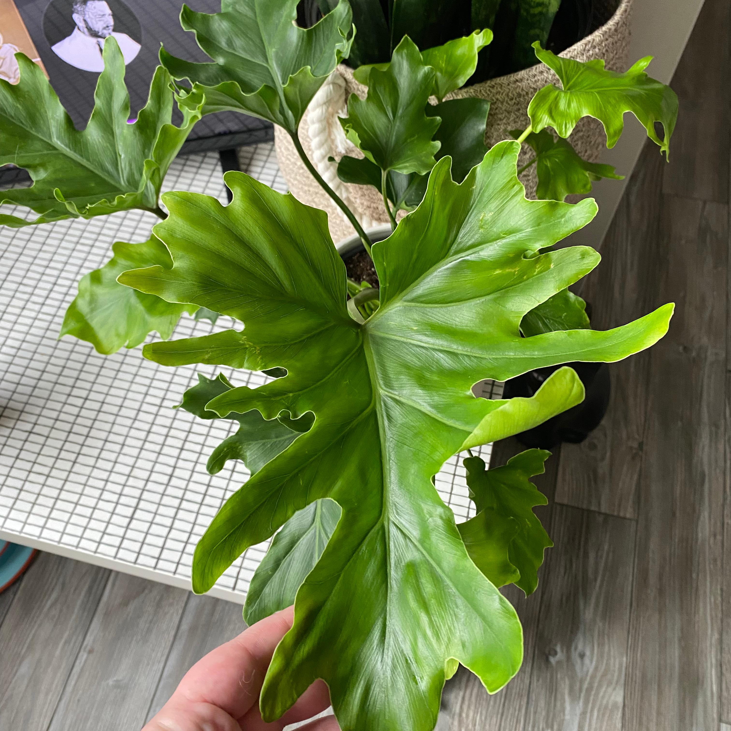 Common Philodendron 'Hope' Problems