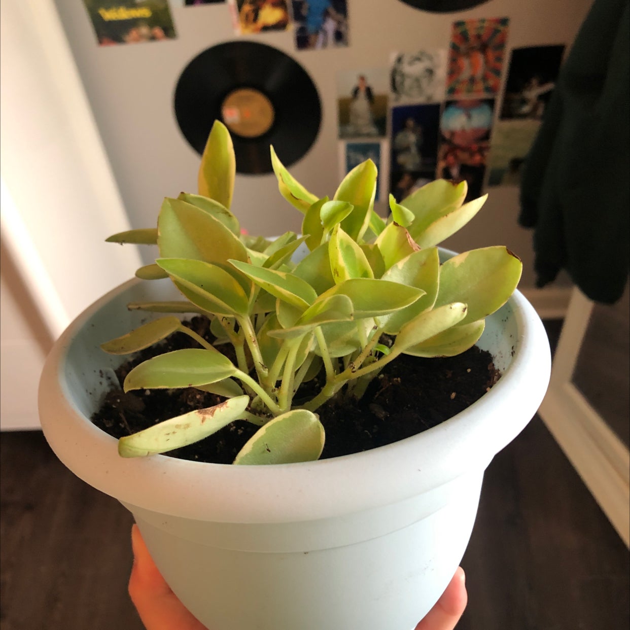 Variegated Teardrop Peperomia: How Much Water & Light Does it Need to ...