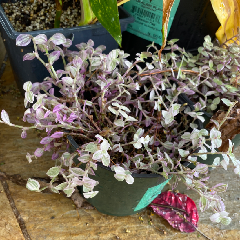 How Should Creeping Inch Plant Be Cut Back?