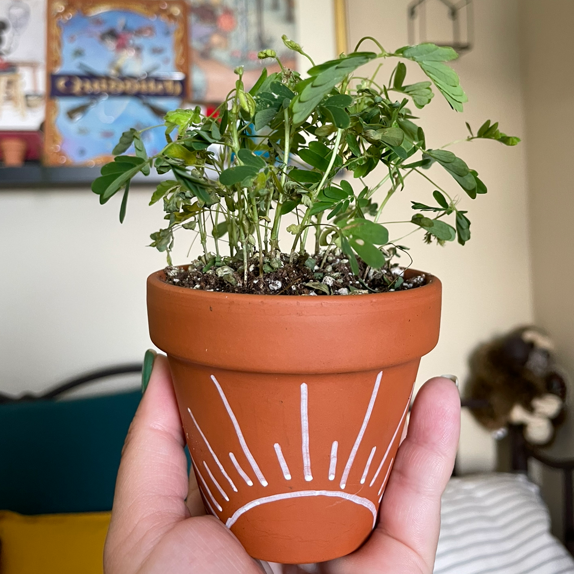 Black Spots on My Sensitive Plant Leaves