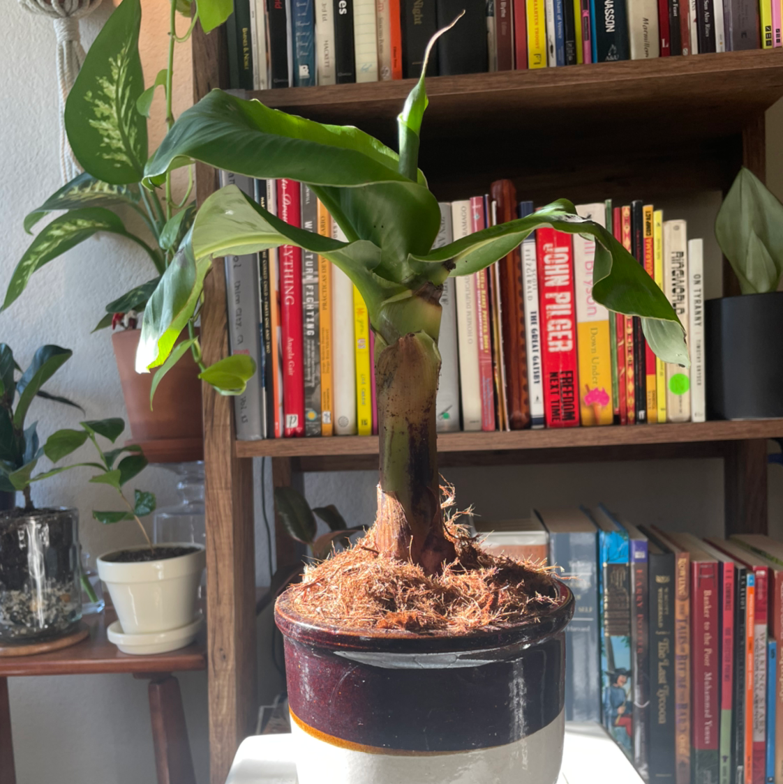 🍌 Year-Round Light Requirements For Your Dwarf Banana