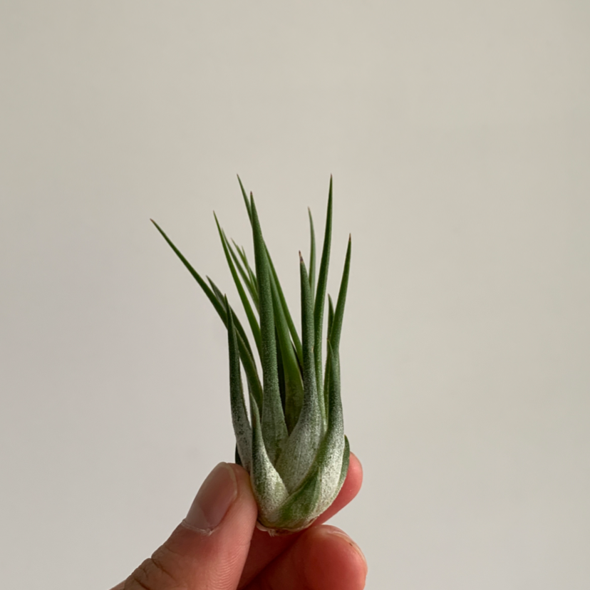 What Temperature Should My Tillandsia stellifera Be Kept At?
