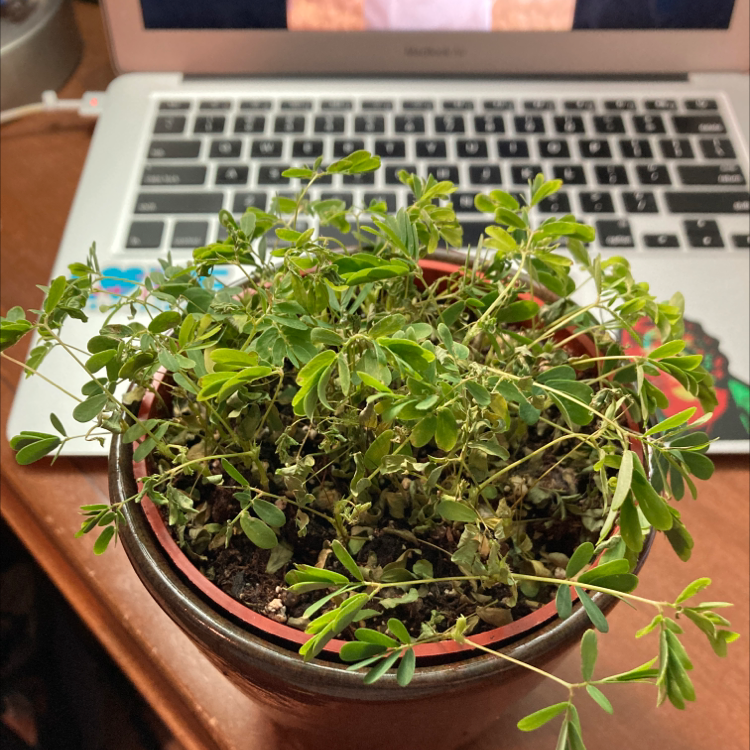 🤚 Why Are There Brown Spots on My Sensitive Plant Leaves?