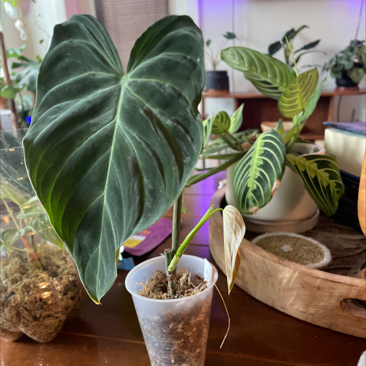 🌤 My Philodendron Splendid's Light Requirements