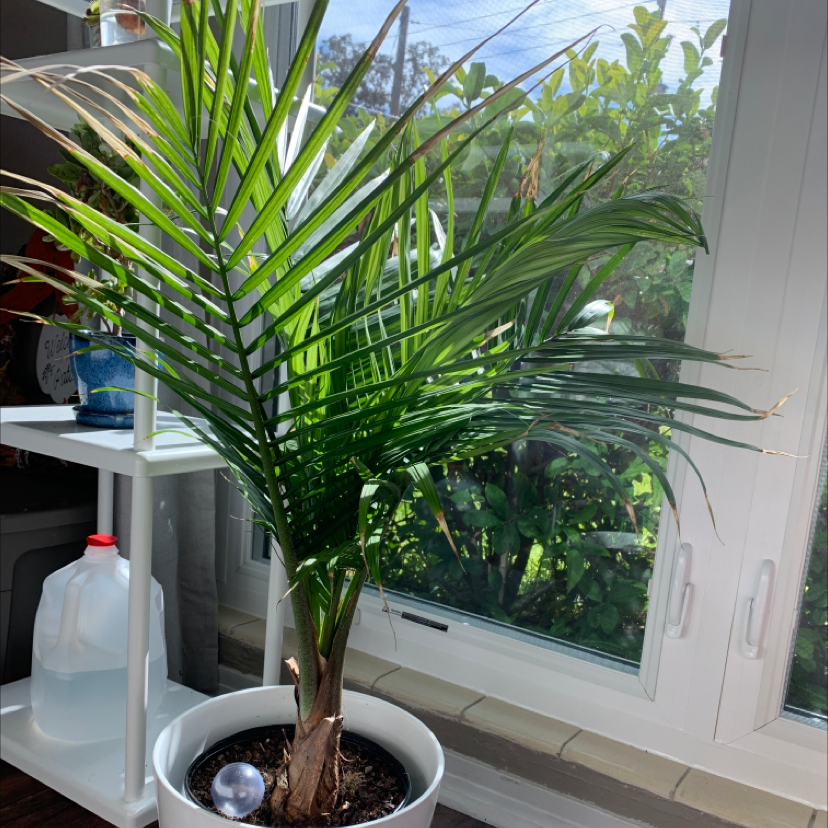 🔍 Diagnosing Majesty Palm Root Rot