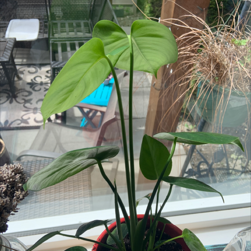 Black Spots on My Dwarf Monstera Deliciosa Leaves