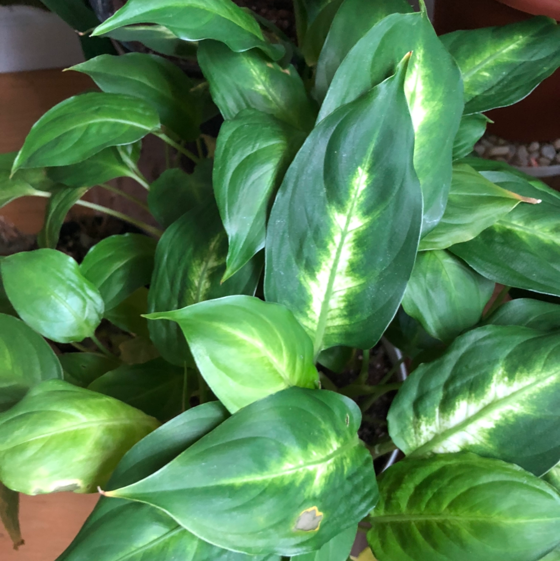 What Do I Do About dieffenbachia 'camille' root rot?