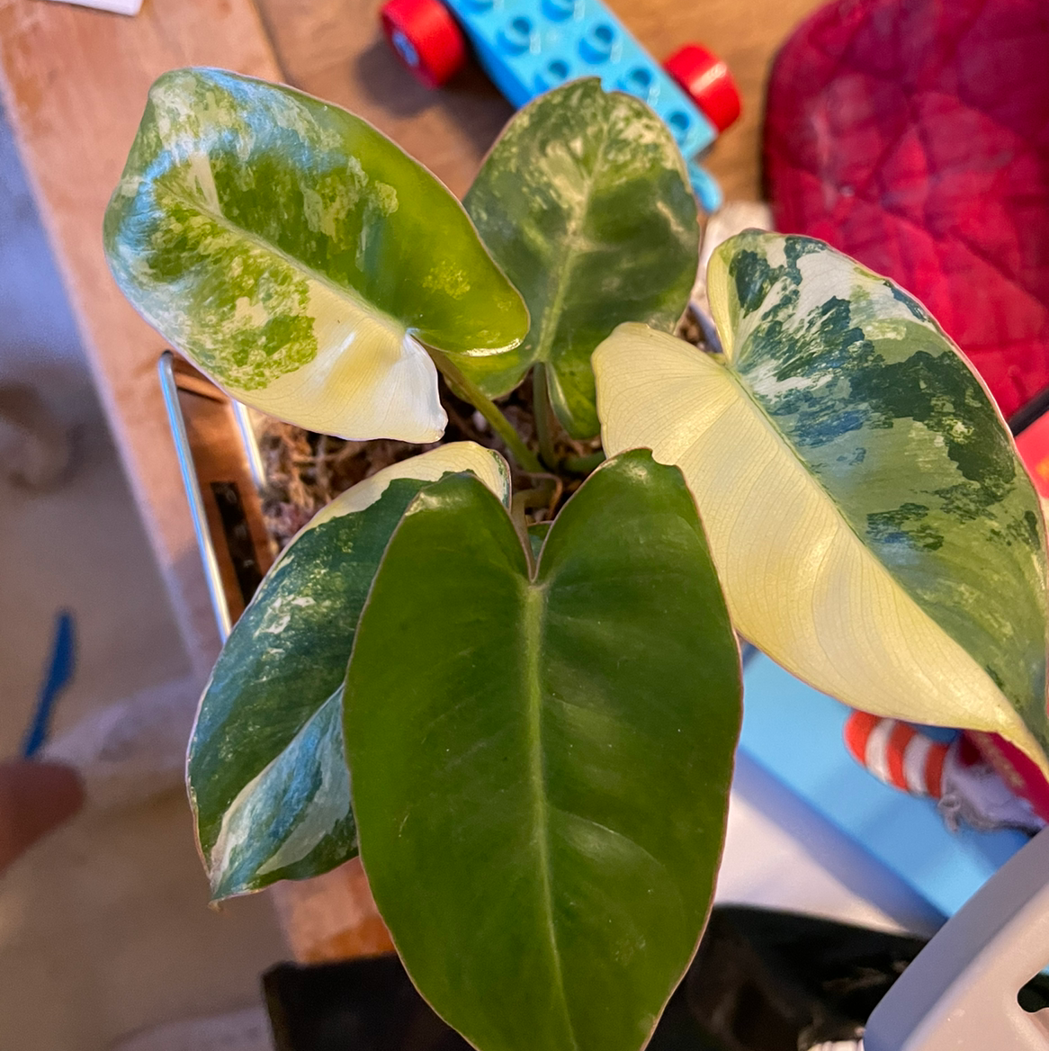 Propagating My Blushing Philodendron: Step-by-Step Guide