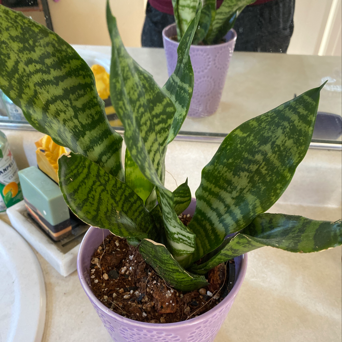🐍 Snake Plant Flowers