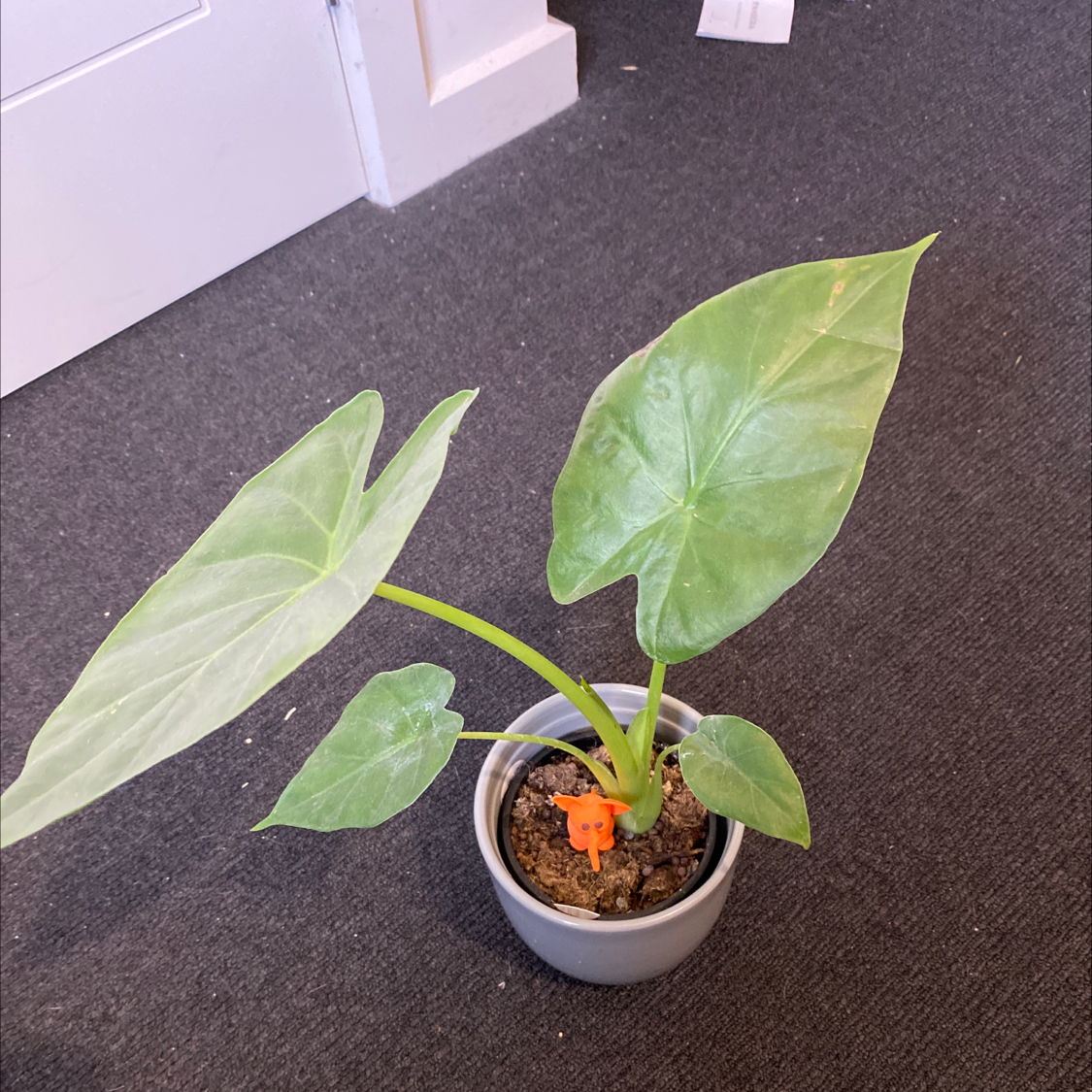 Should I Repot My Arrowleaf Elephant Ear And If So, How?